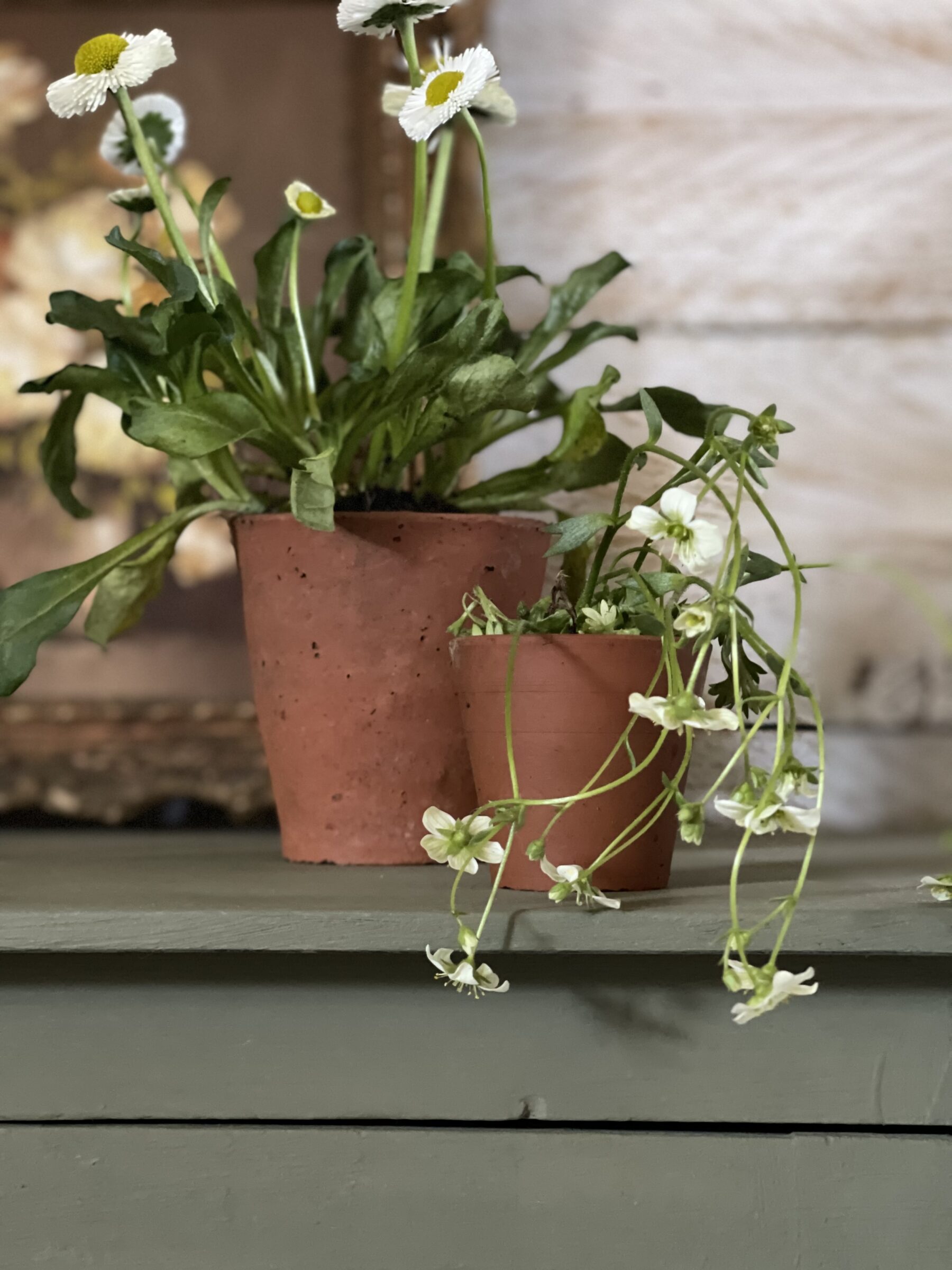 Khaki Green CHALK PAINT® | Olive | Annie Sloan